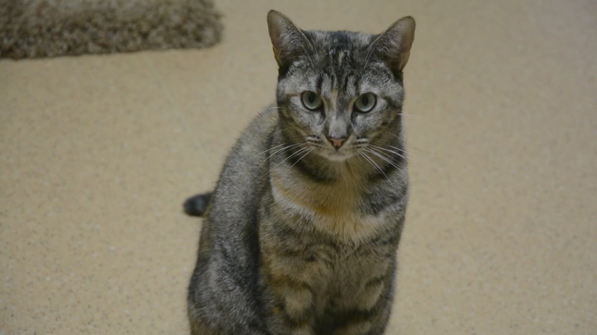 Bird flu detected in 11 Colorado cats | 9news.com