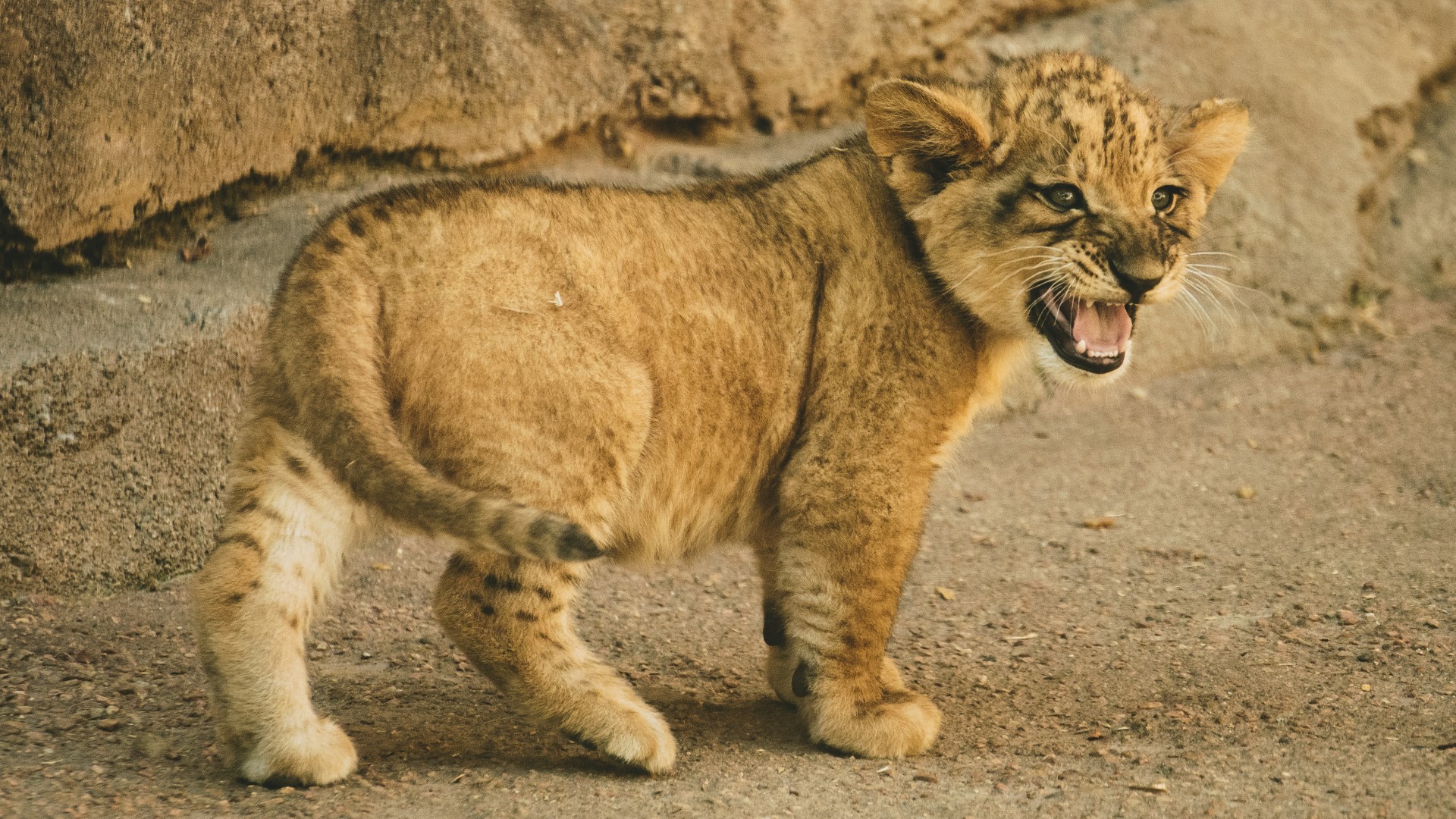 Becky's Beasts: Fun facts about the Denver Zoo's new lion cub | 9news.com