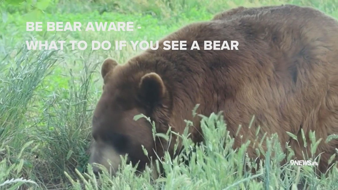 Be bear aware: What to do if you see a bear | 9news.com