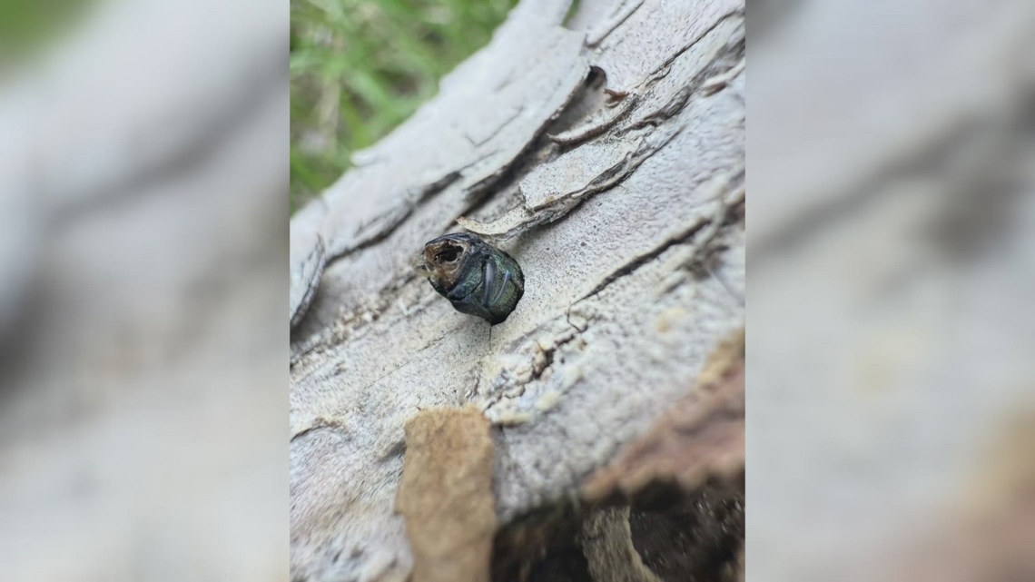 Invasive insect found in Denver for the first time | 9news.com