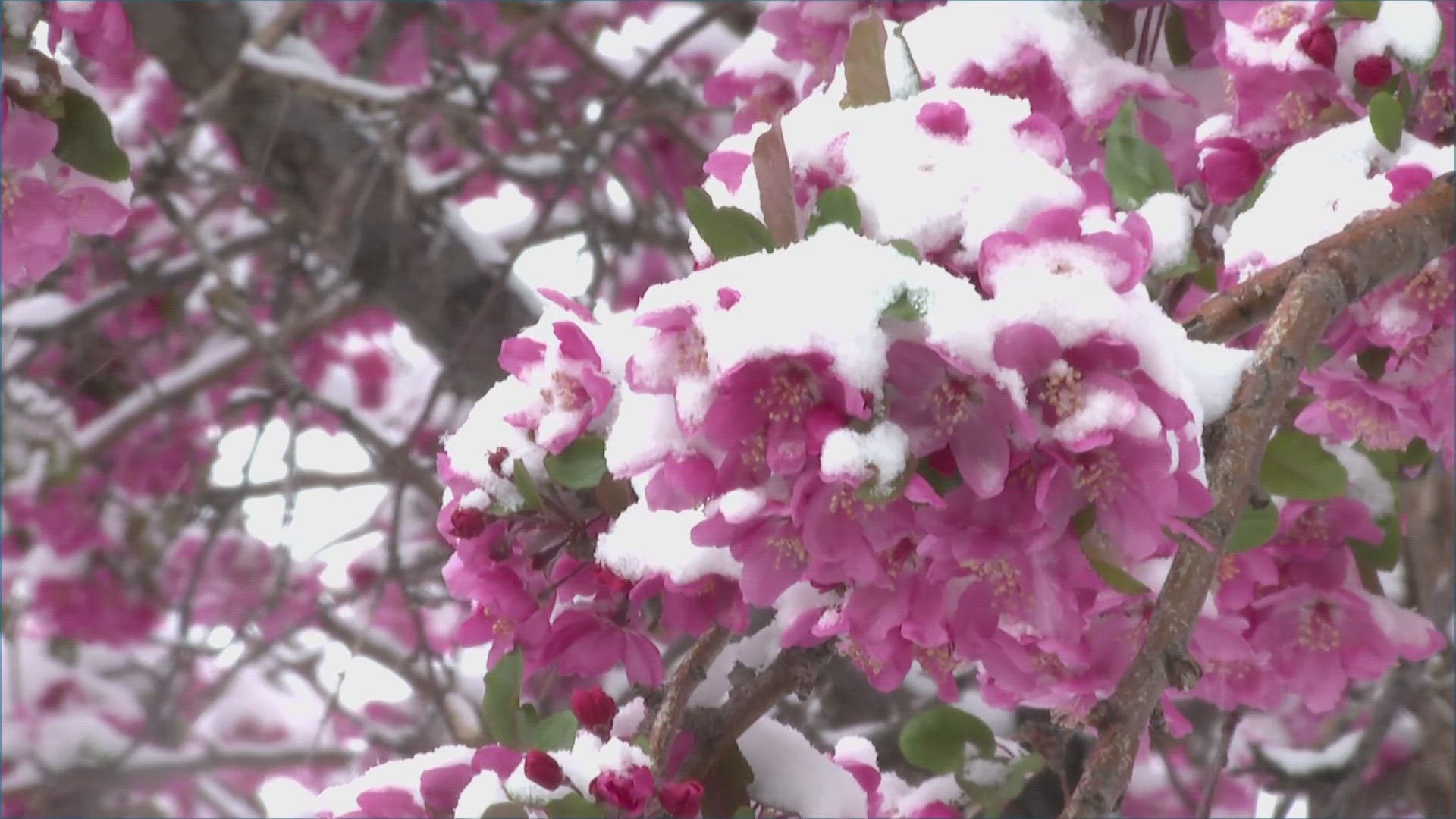 Colorado snow totals: How much fell April 17-18 during Colorado snowstorm | 9news.com