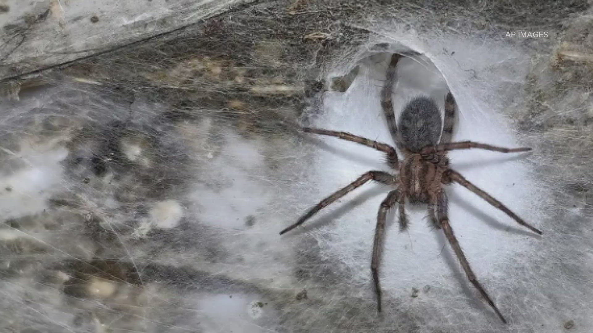 World's biggest spiderweb found in cave | 9news.com