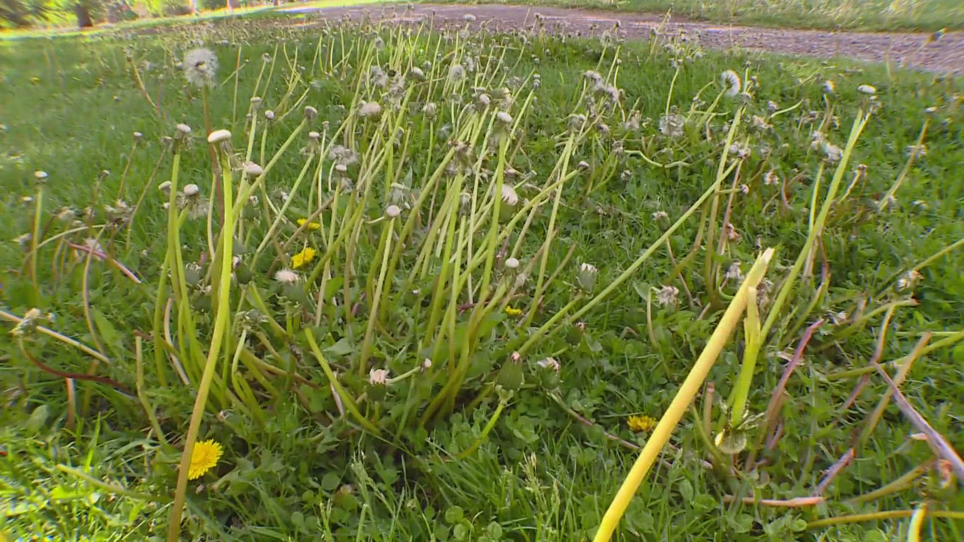 Denver stopped spraying dandelions. Here's why the city is OK with the ...