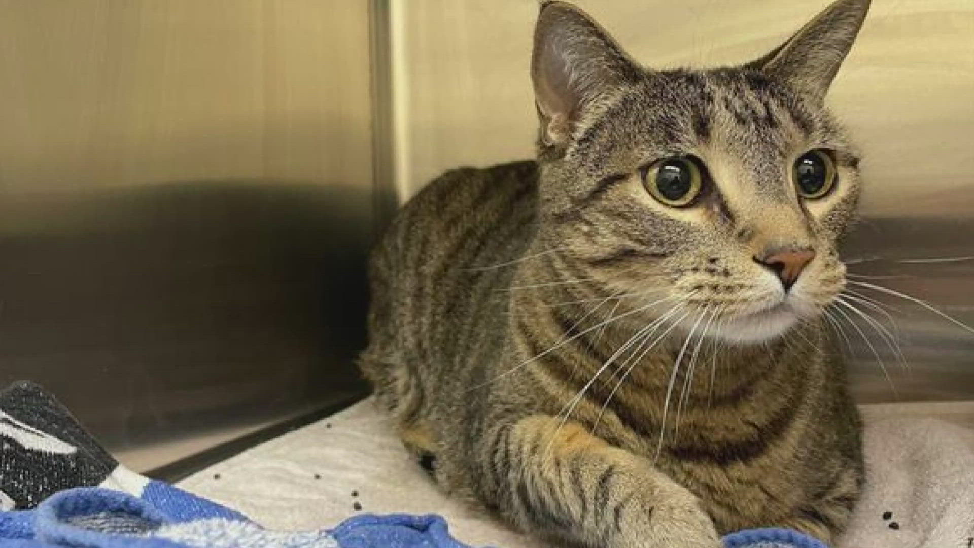 Denver Animal Shelter offering free microchips for cats | 9news.com