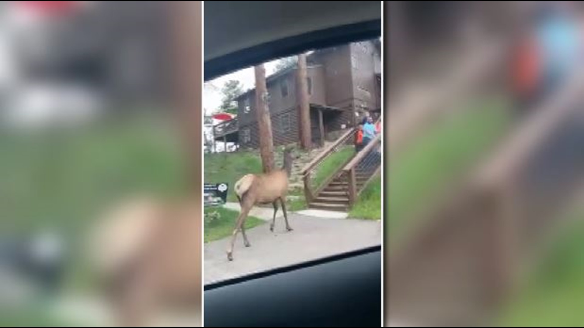 Aggressive elk spotted in Evergreen | 9news.com