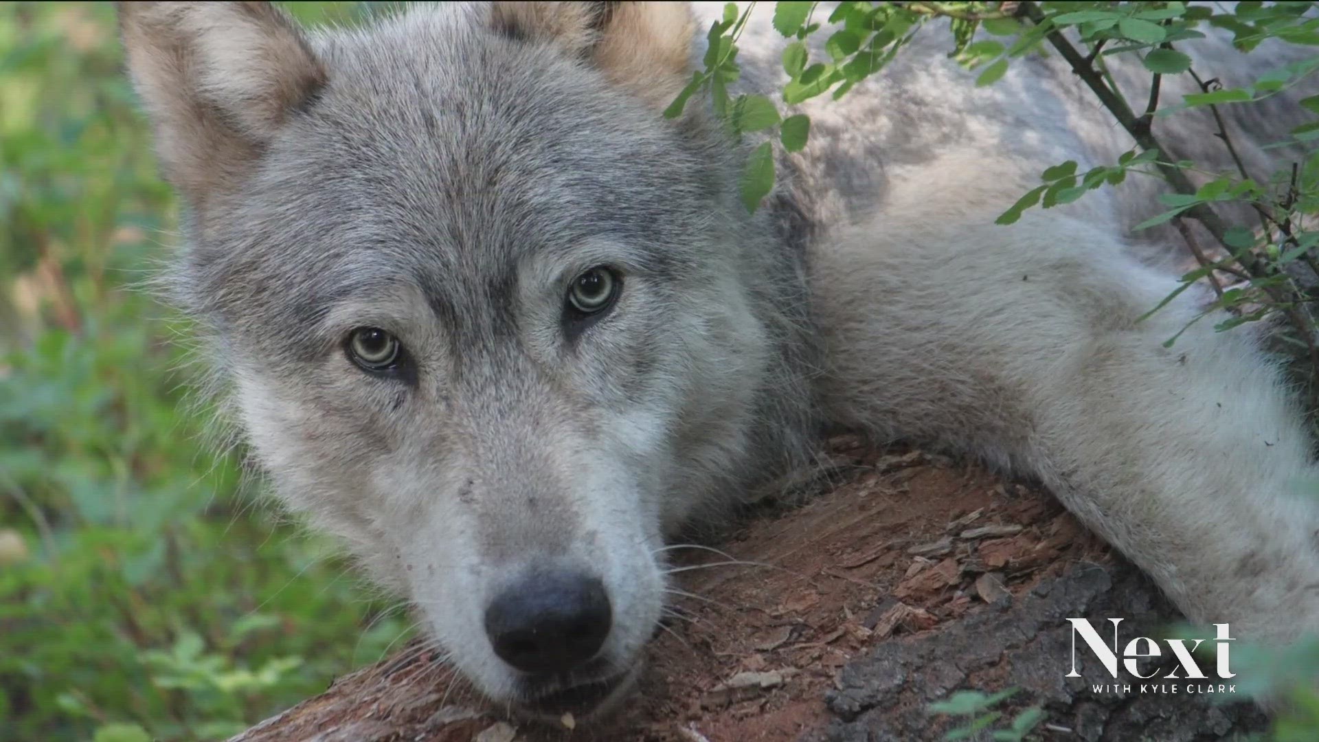 Idaho says no to giving Colorado wolves | 9news.com