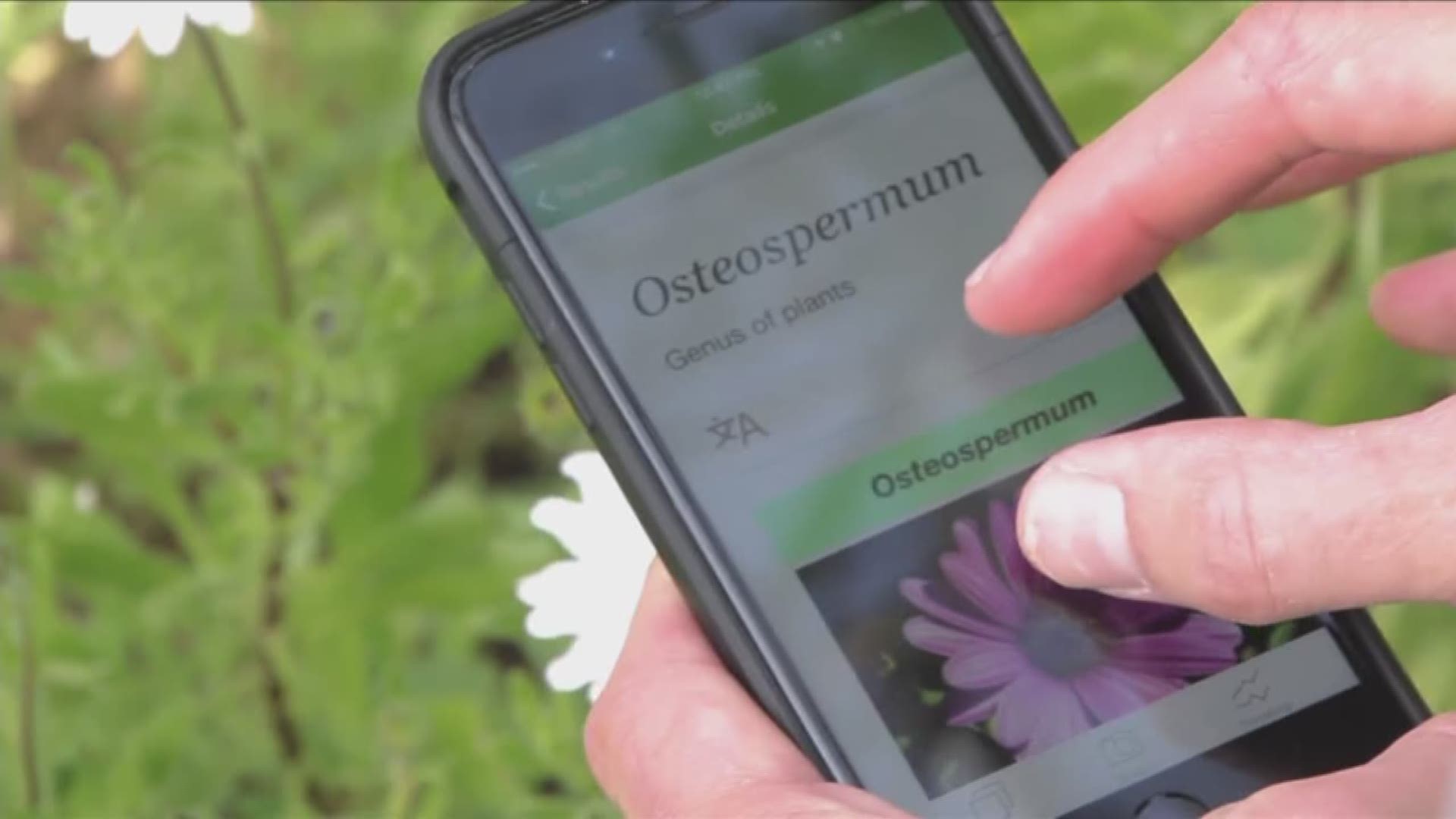 Plant Id App Australia The Best Houseplant Apps To Boost Your Green Plant Id App Australia The Best Houseplant Apps To Boost Your Green