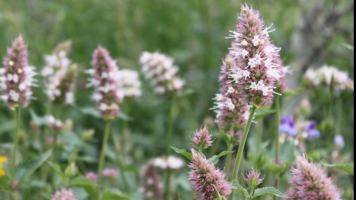 Colorado wildflowers: Where to see them and how to identify them ...