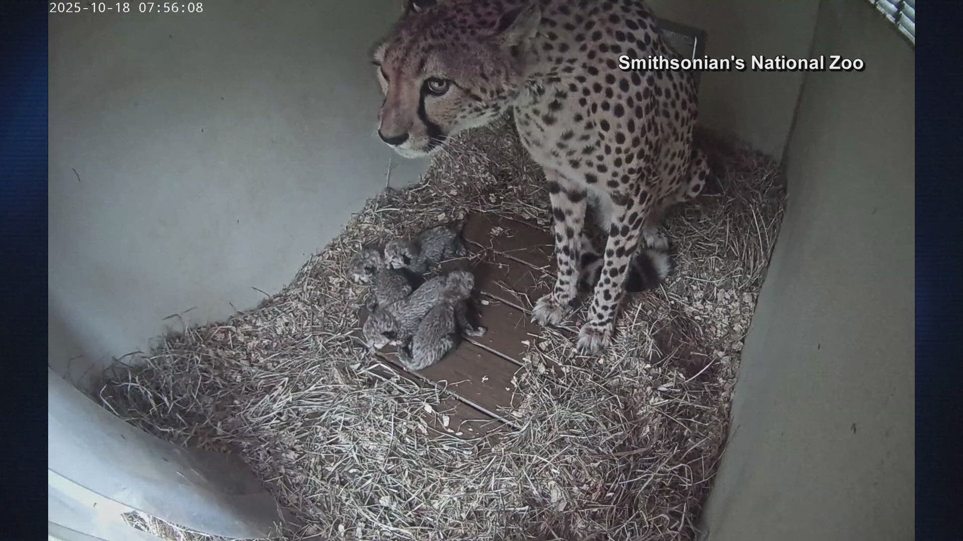 4 cheetahs born at Smithsonian's National Zoo | 9news.com