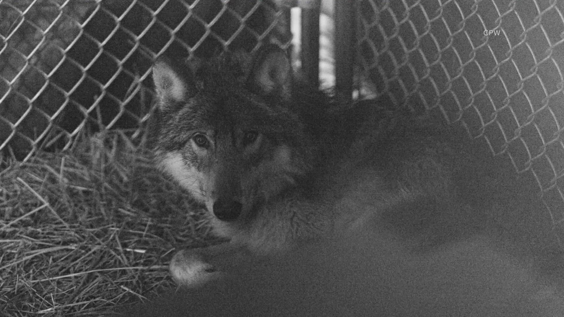 Wolves believed to have killed calf in Pitkin County, CPW says | 9news.com