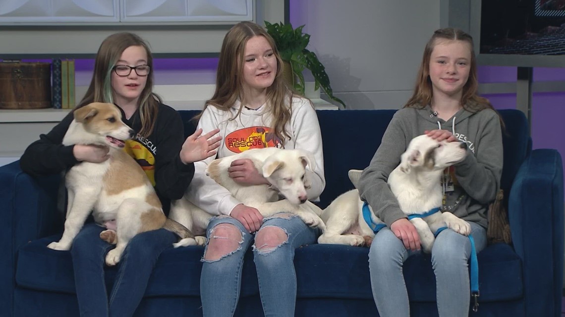 Petline9: Soul Dog Rescue | 9news.com