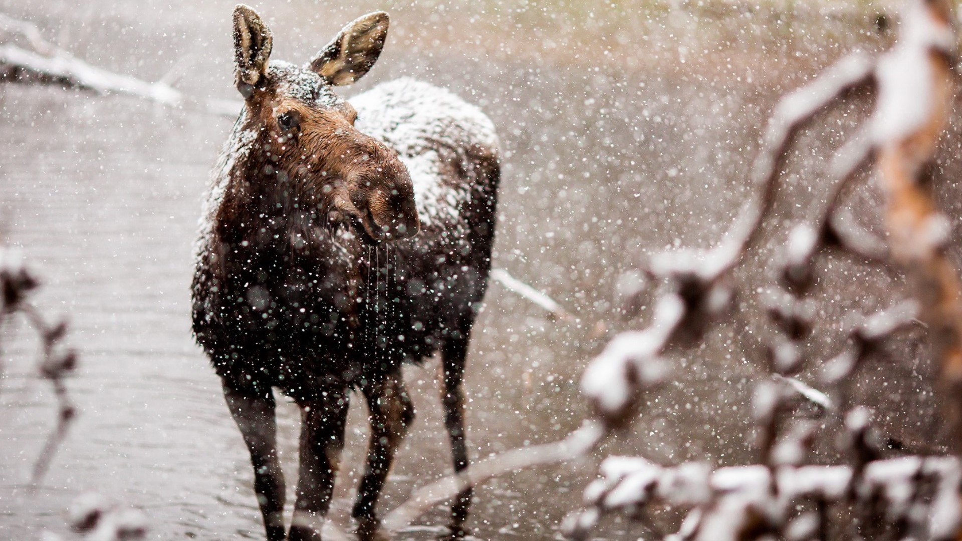 Moose crashes wedding photo shoot at Rocky Mountain National Park ...
