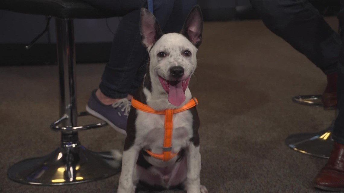 Petline9: Animal Rescue of the Rockies | 9news.com