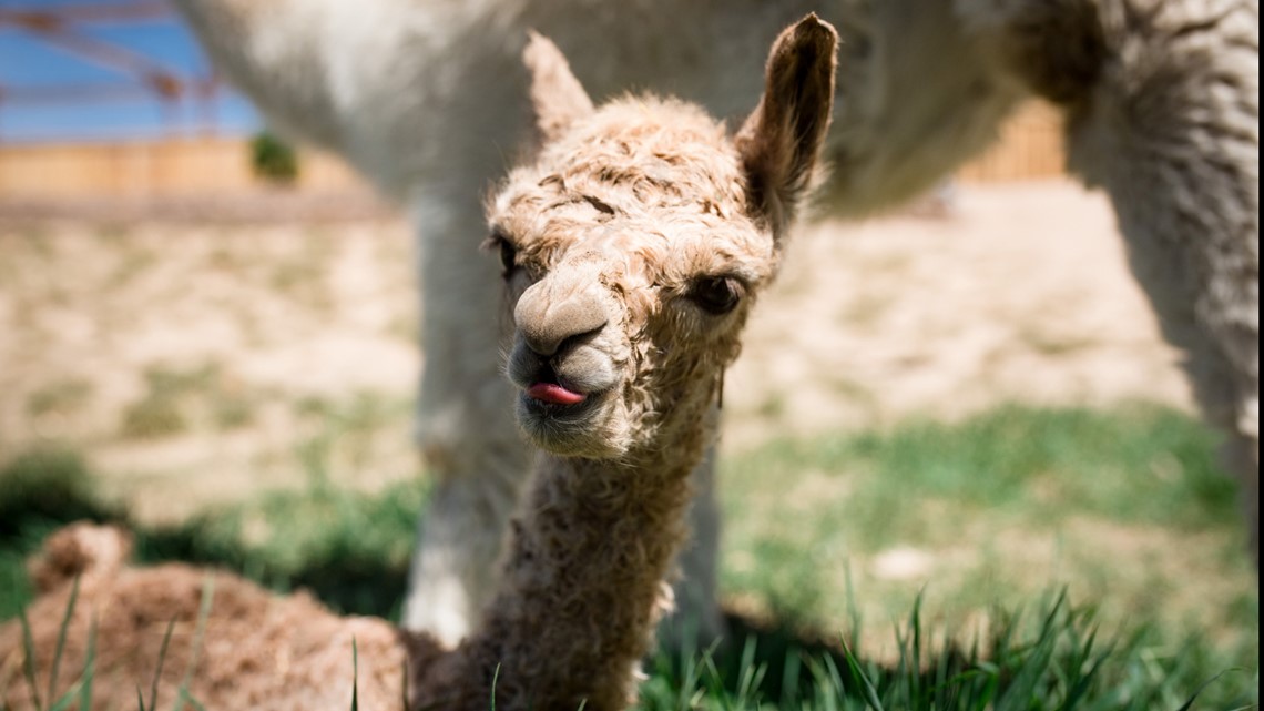 Alpaca gives birth to baby boy on Mother's Day | 9news.com