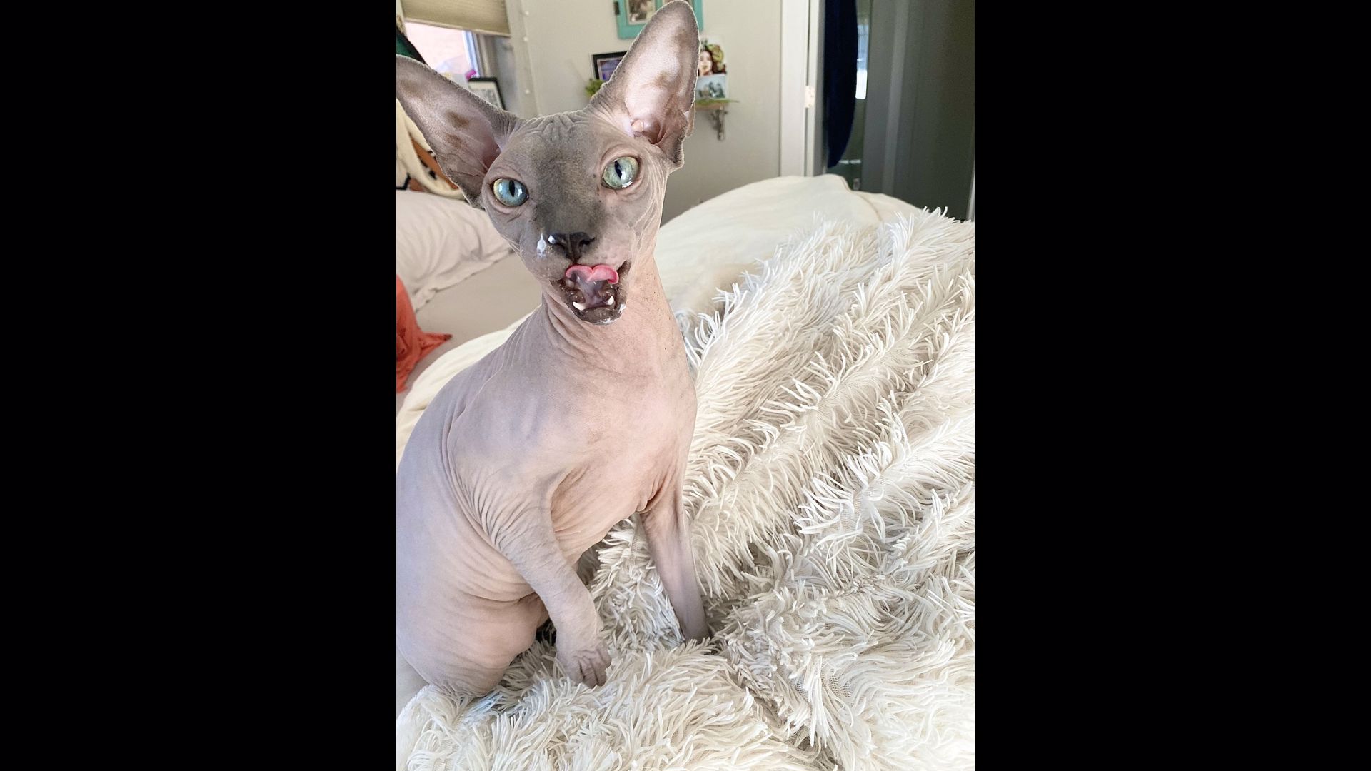 International Cat Day: Colorado shares its cat photos on 9NEWS | 9news.com