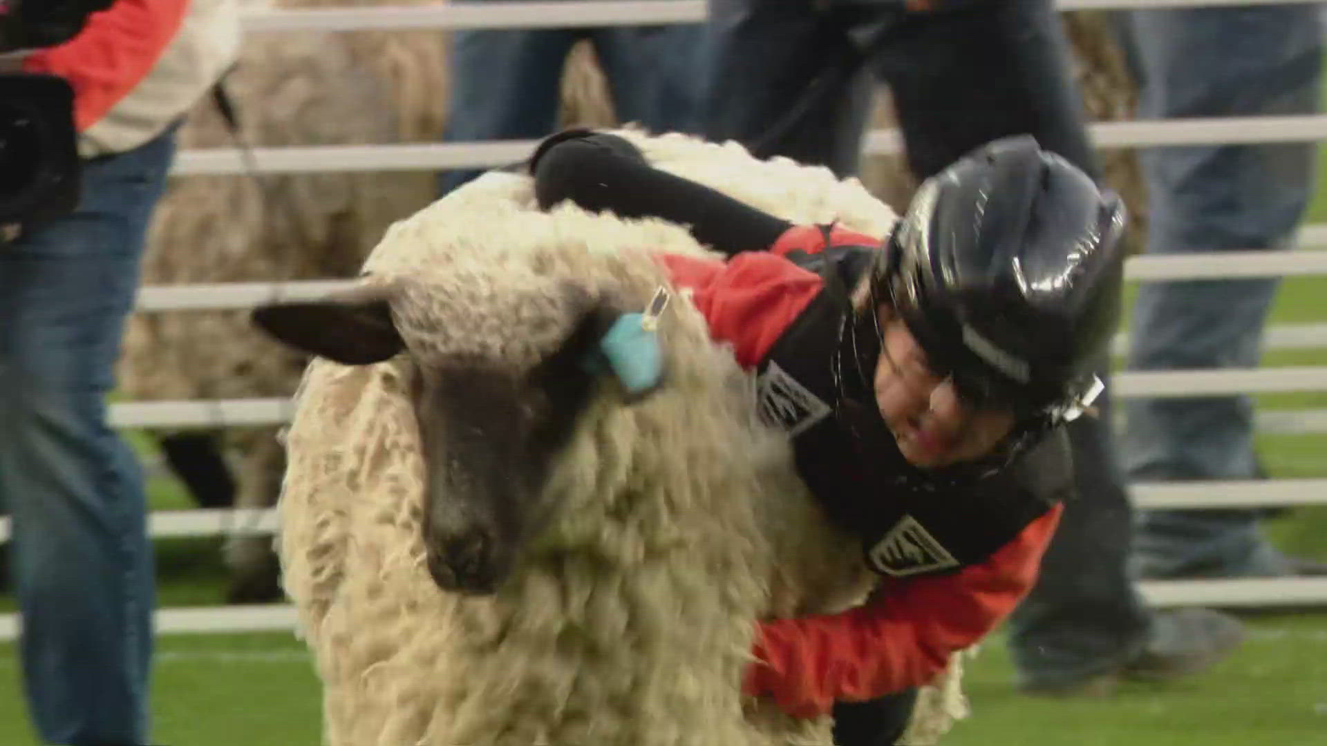 Broncos hold their annual halftime mutton bustin' | 9news.com