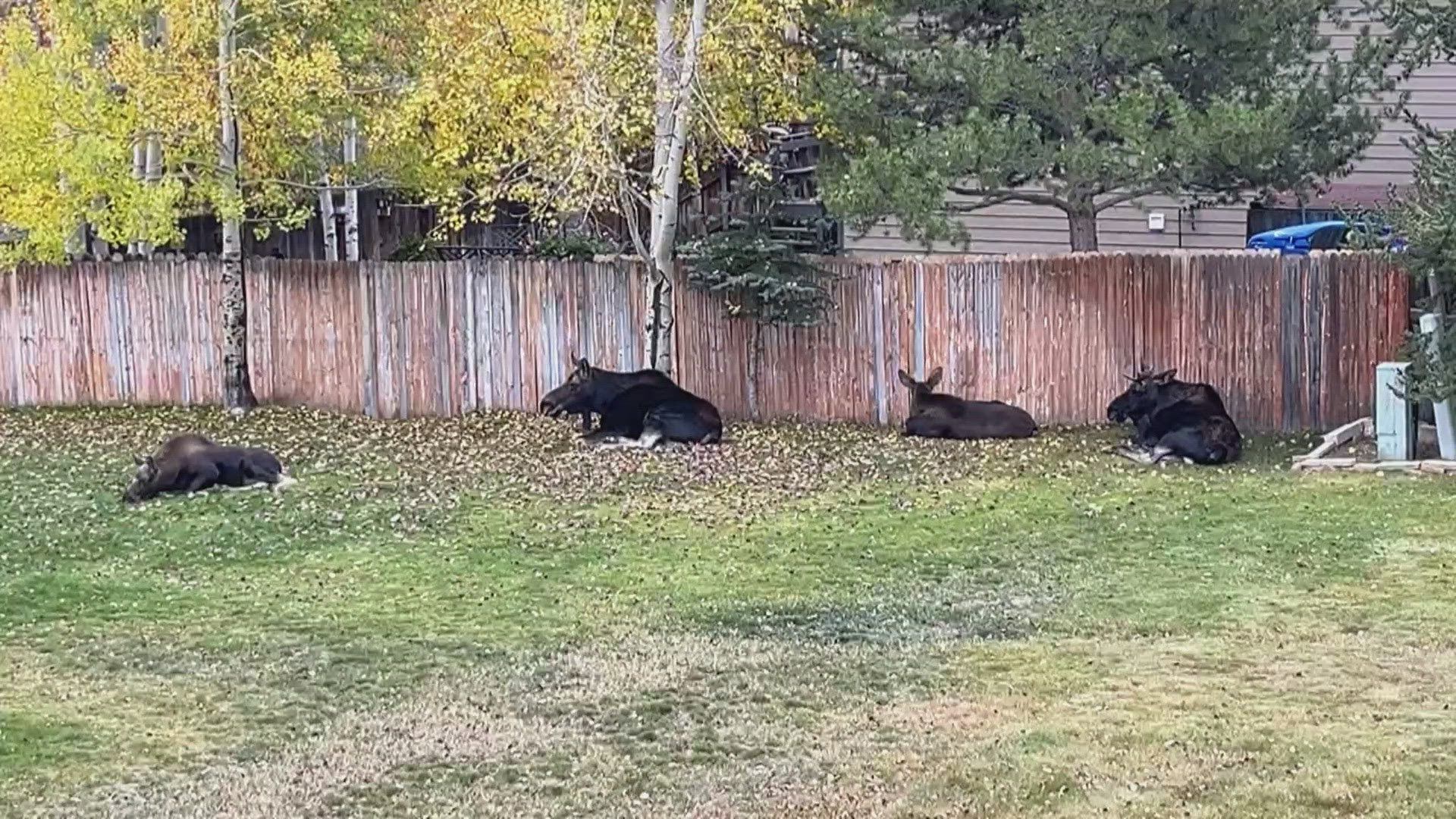 Moose relax in Colorado backyard | 9news.com