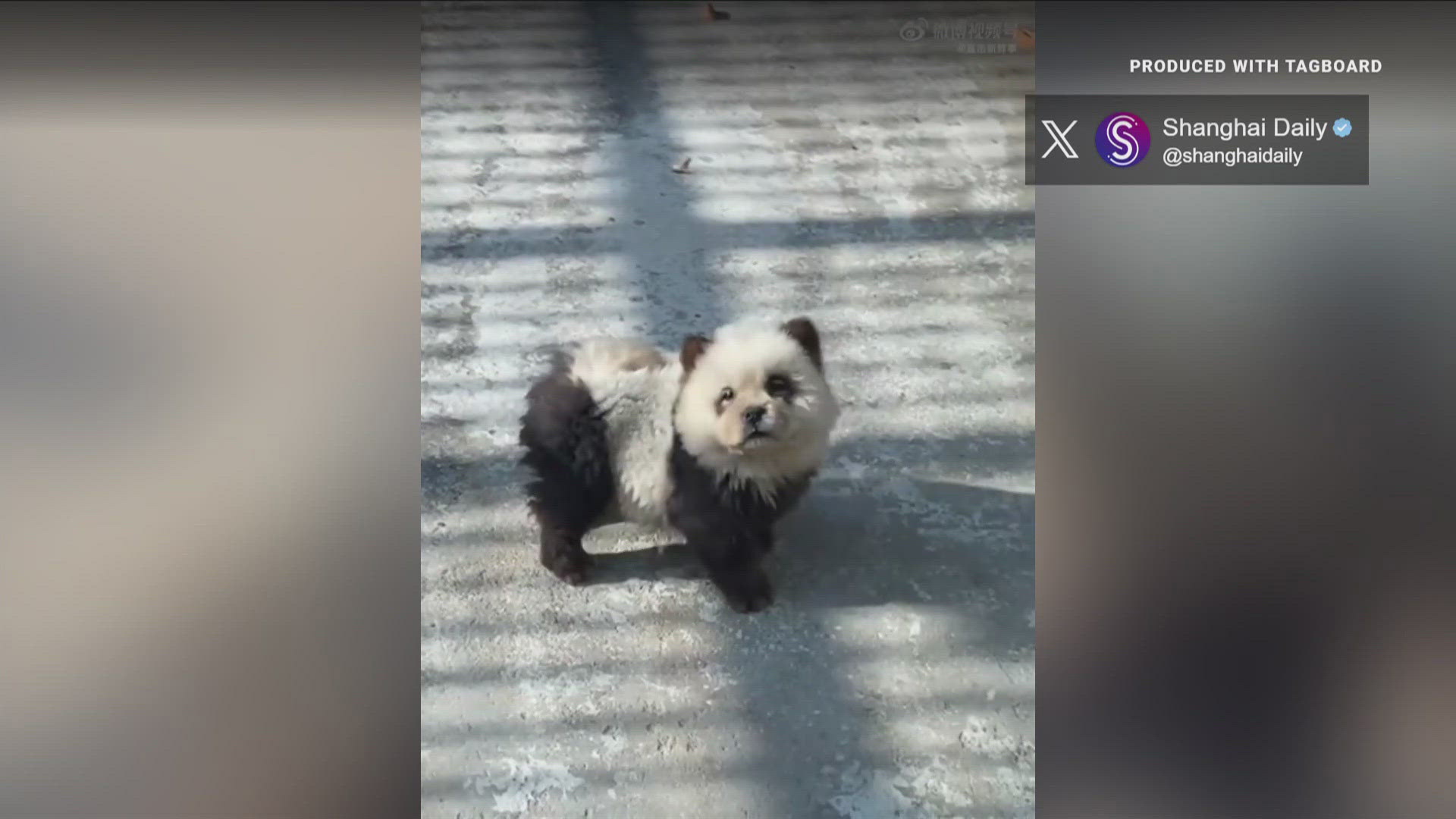 Zoo in China goes viral for disguising dogs as pandas | 9news.com