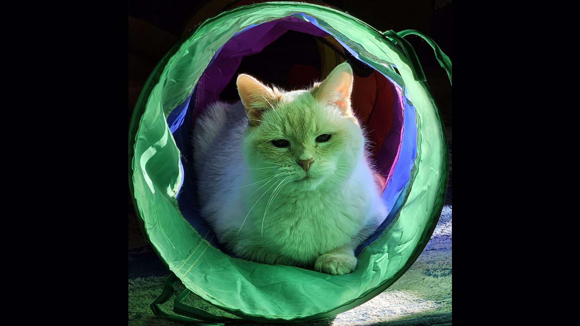 International Cat Day: Colorado shares its cat photos on 9NEWS | 9news.com