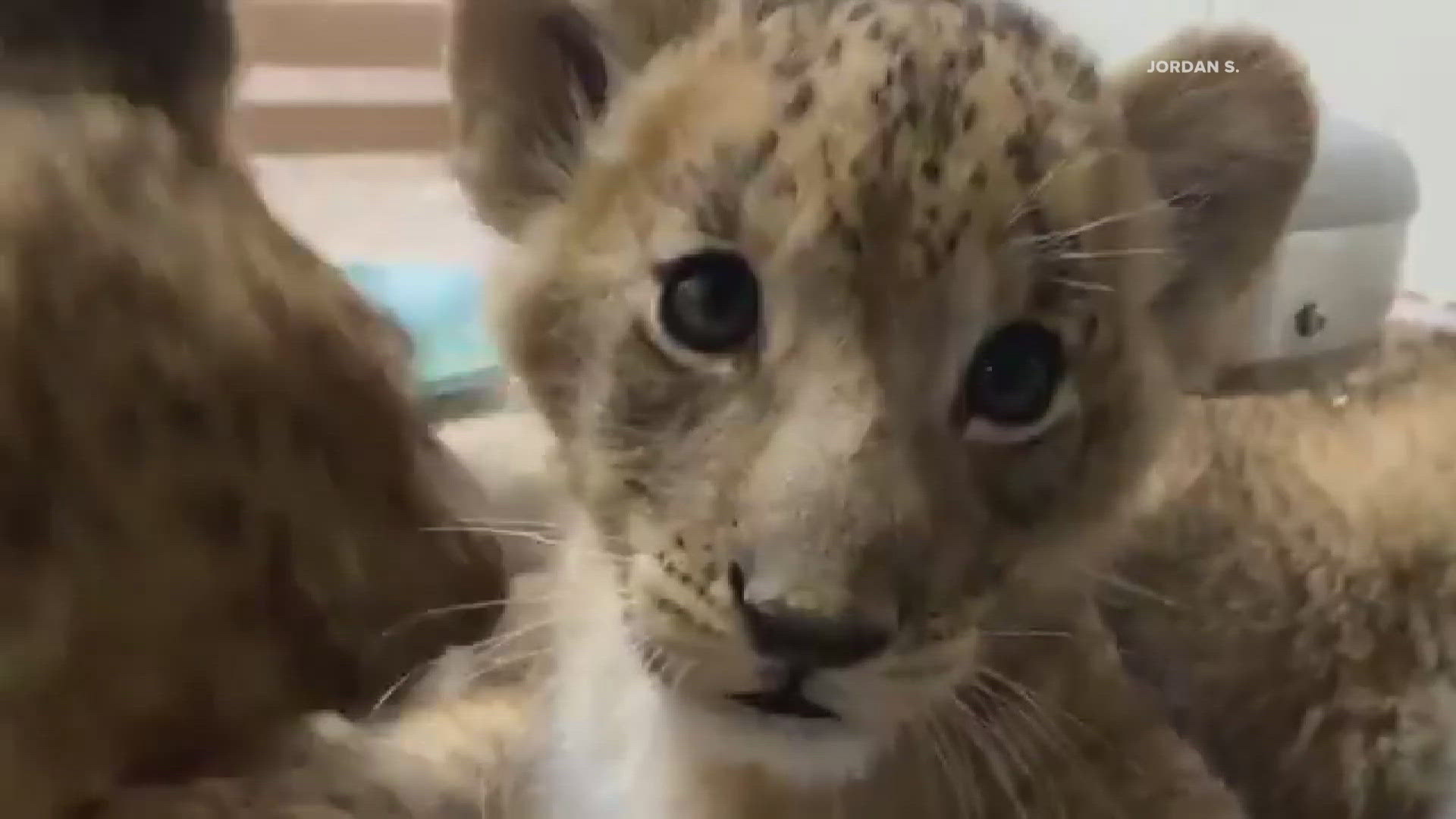 Denver Zoo's lion cubs enjoy watching 'Bluey' | 9news.com