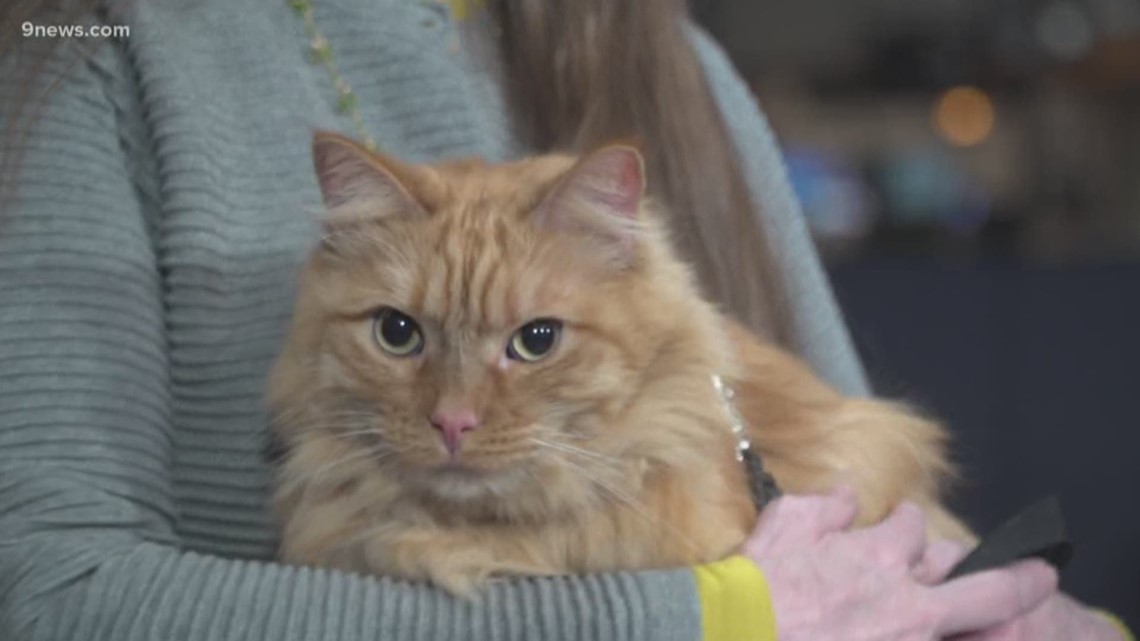 Petline9: Meet Digby at the Cat Care Society | 9news.com