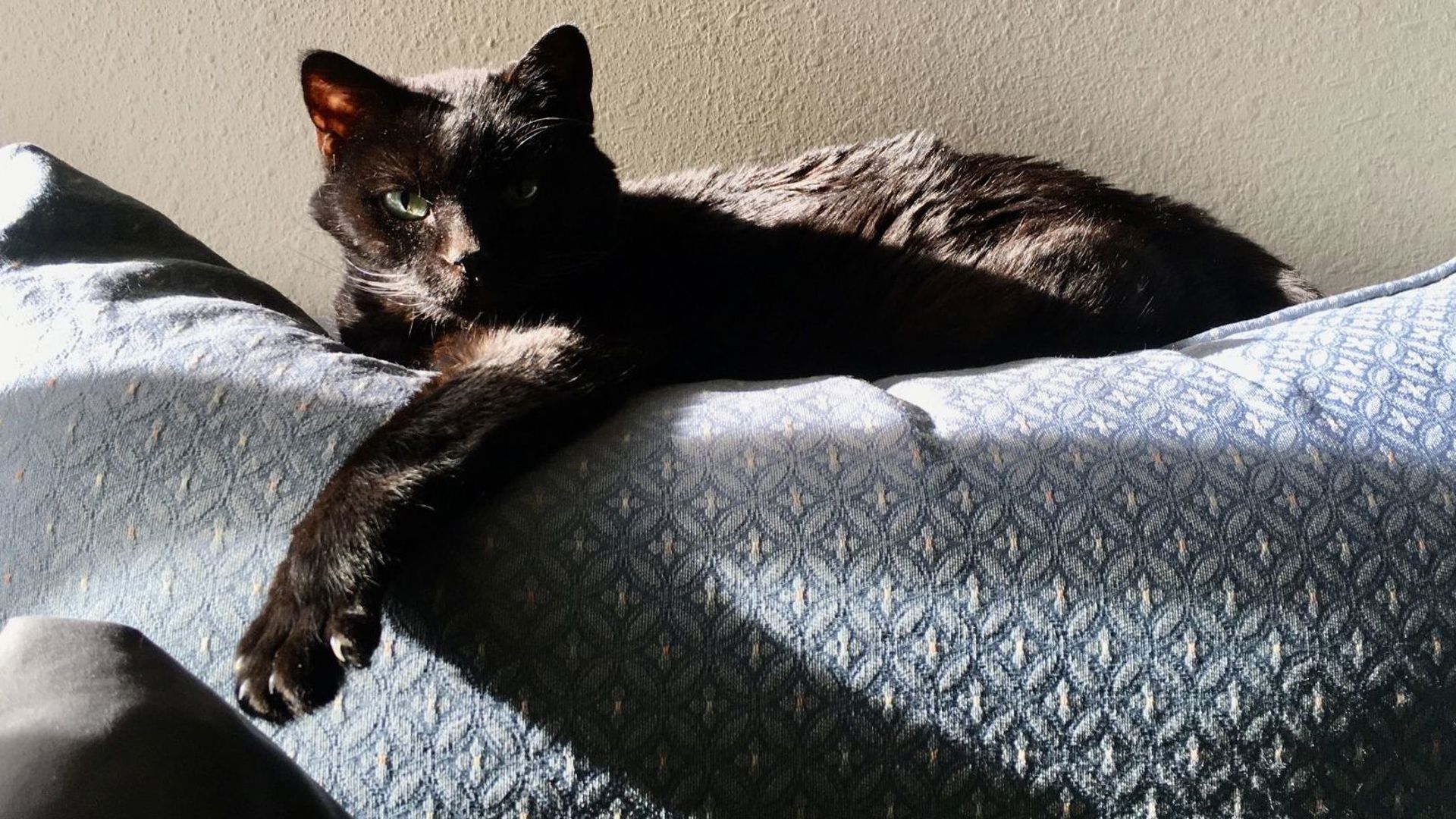 Aurora Animal Shelter seeks help after high number of surrenders ...