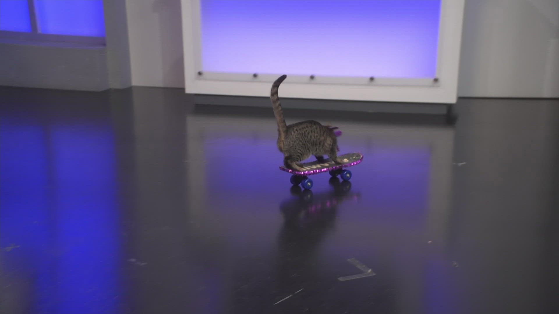 The Amazing Acro-Cats return to Denver | 9news.com
