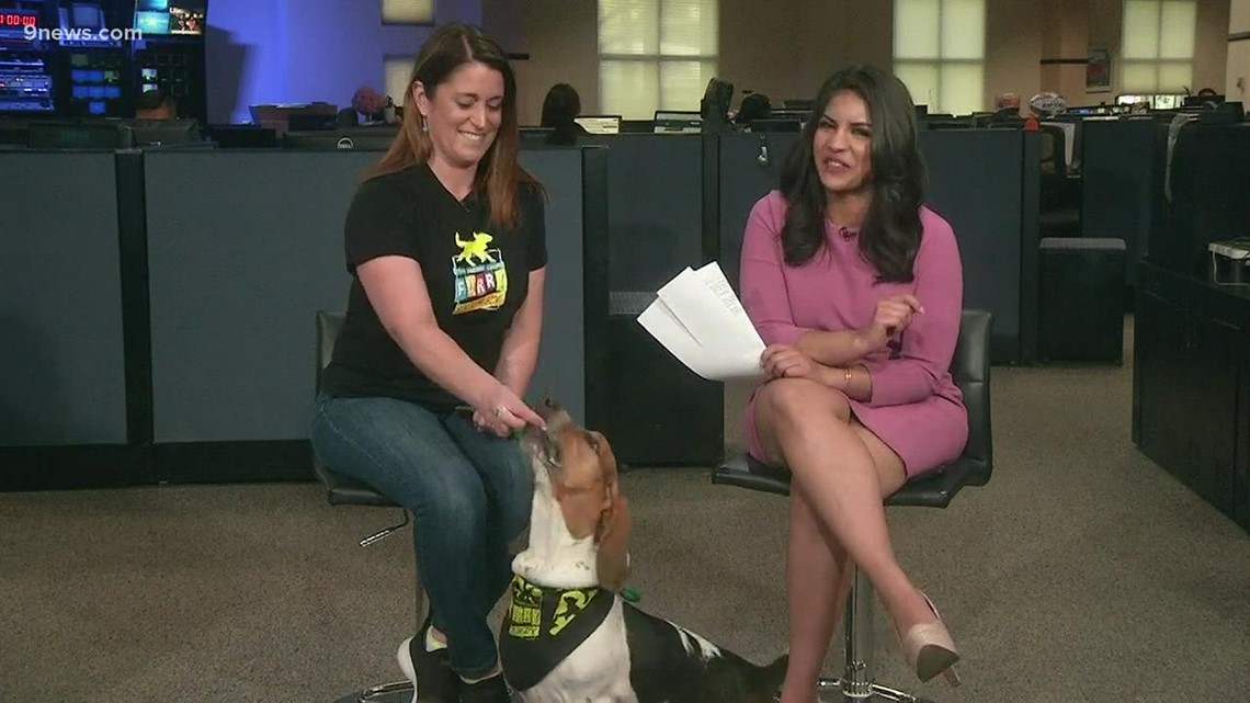 Marley is ready for the 2019 Furry Scurry | 9news.com