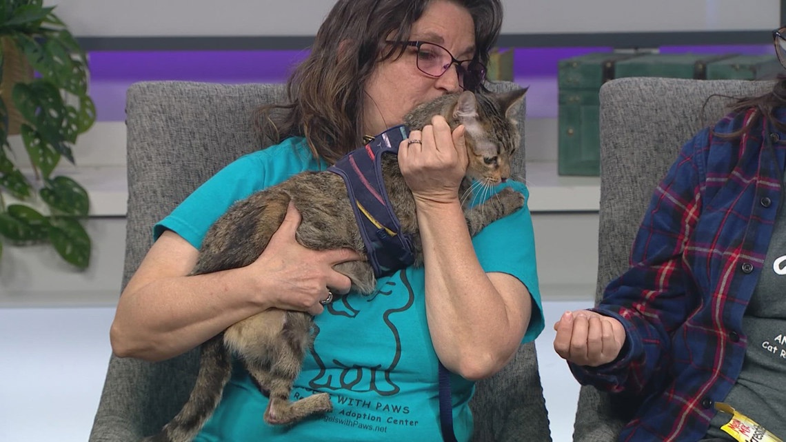 Smoky is a sweet, active cat looking for a forever home | 9news.com