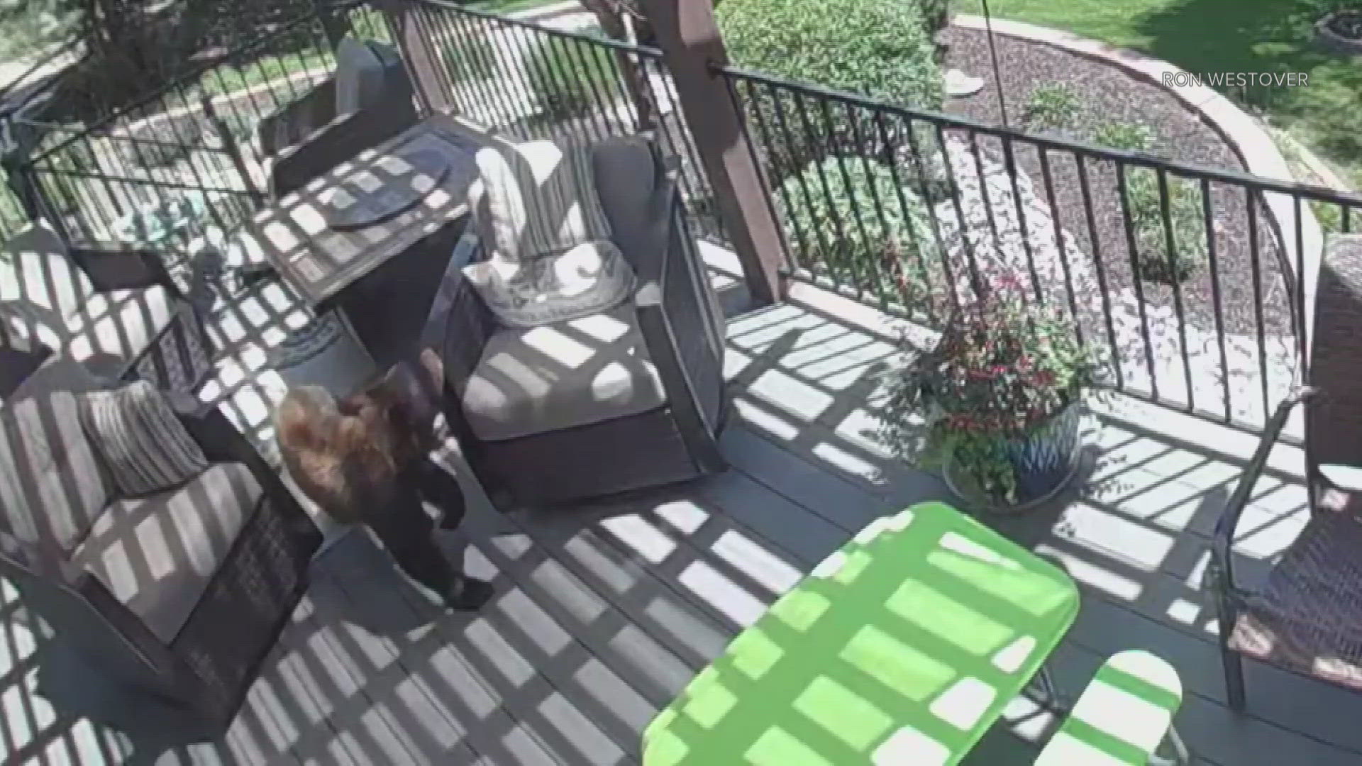 Castle Rock family surprised by bear cub during dinner on the deck ...