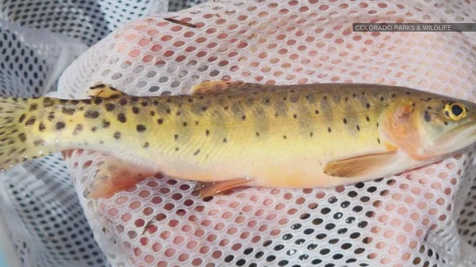 Officials evacuate native trout from Stoner Mesa Fire | 9news.com