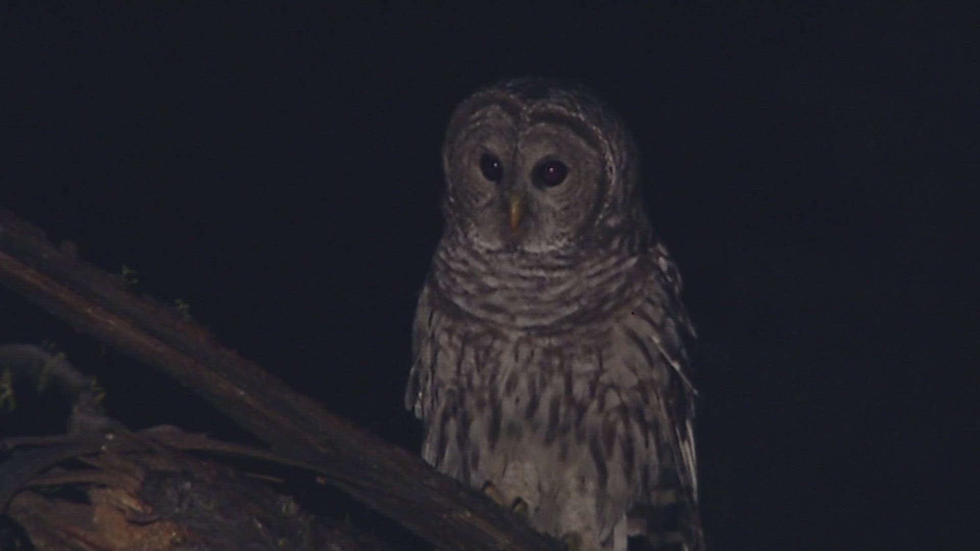 Federal wildlife officials plan to kill hundreds of thousands of ...