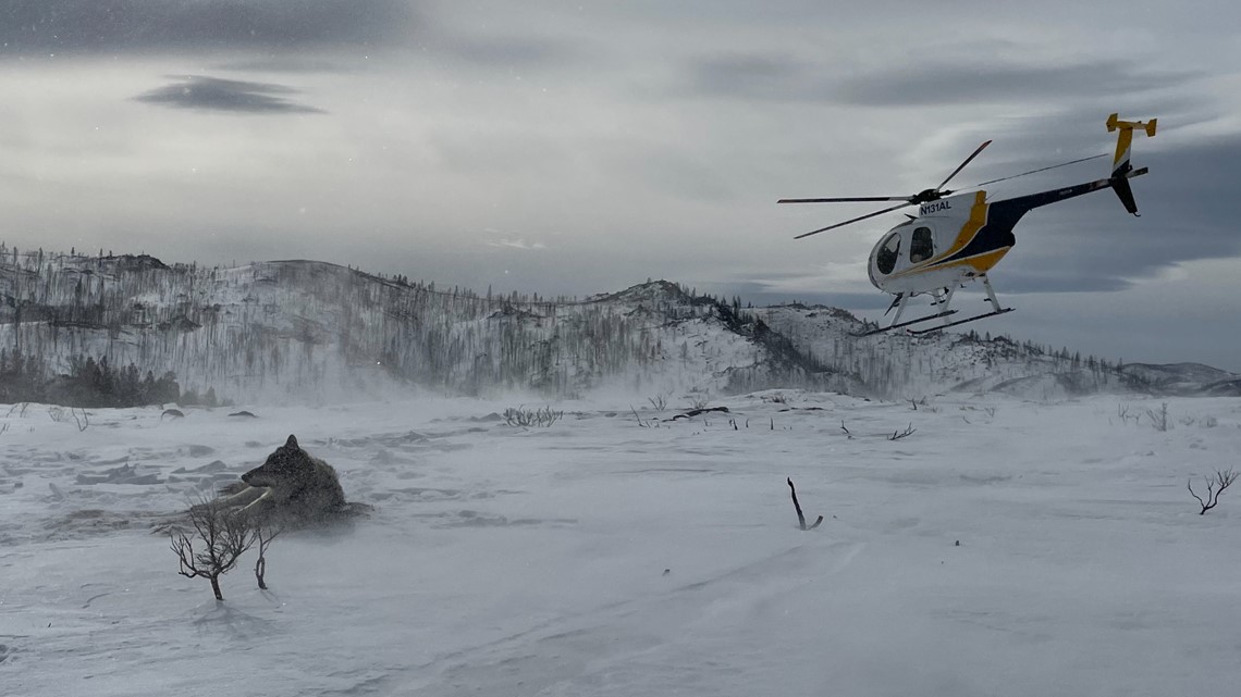 New Colorado wolf license plate raises money to mitigate conflict ...