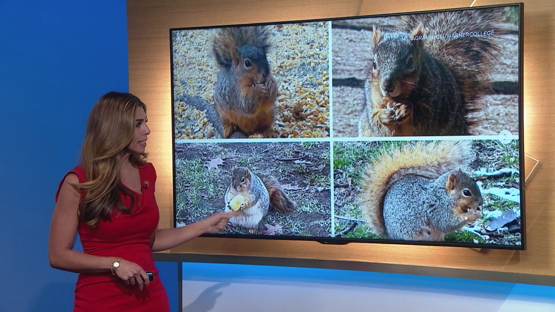 CSU's Fat Squirrel Week enters final round | 9news.com