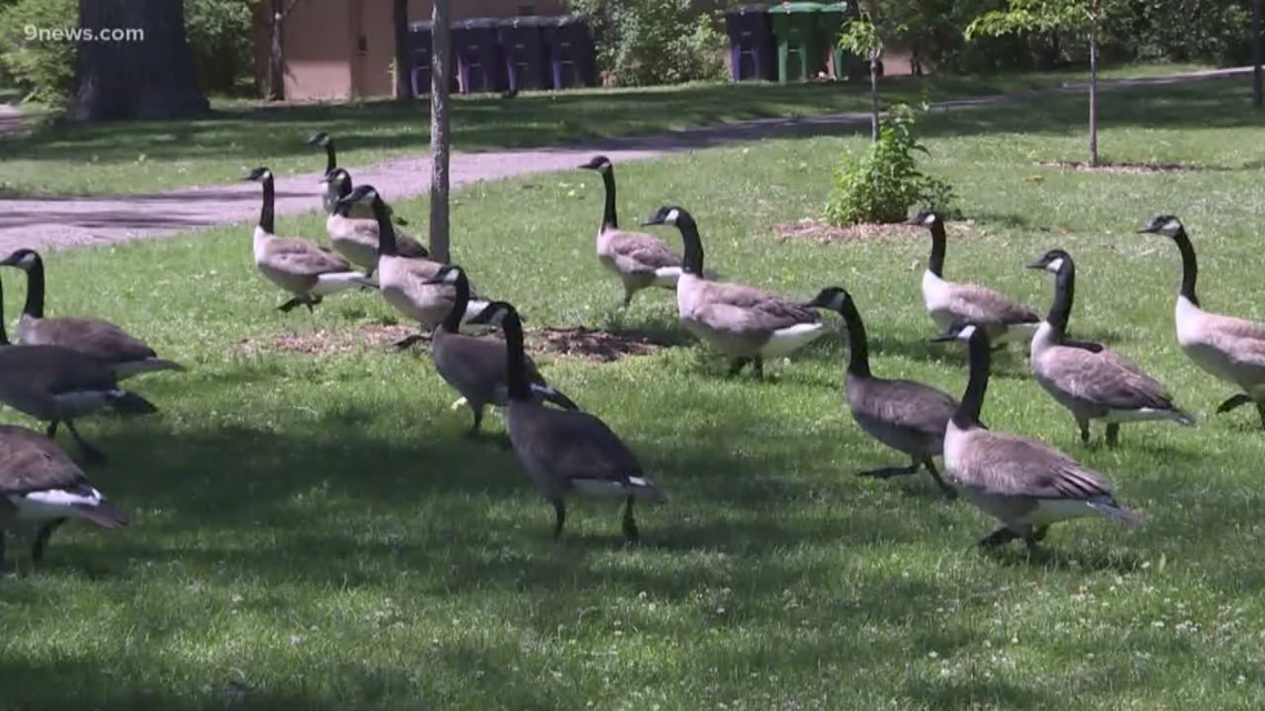 Animal group sues over geese culling at Denver parks | 9news.com