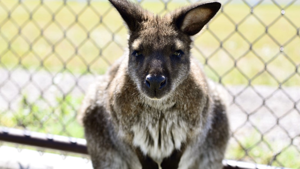 Wallaby escapes from Zoology Foundation in Larkspur | 9news.com