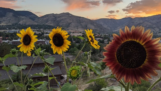 Incredible sunflower photos from across Denver and Colorado | 9news.com