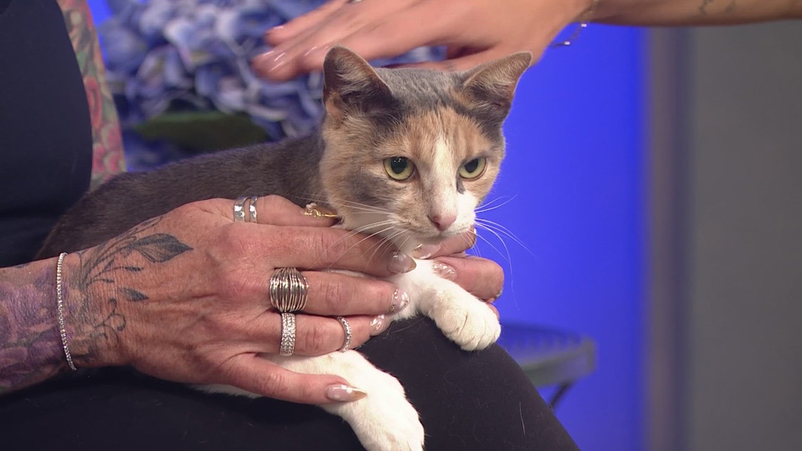 Petline9: This beautiful mama cat is ready for her forever home | 9news.com