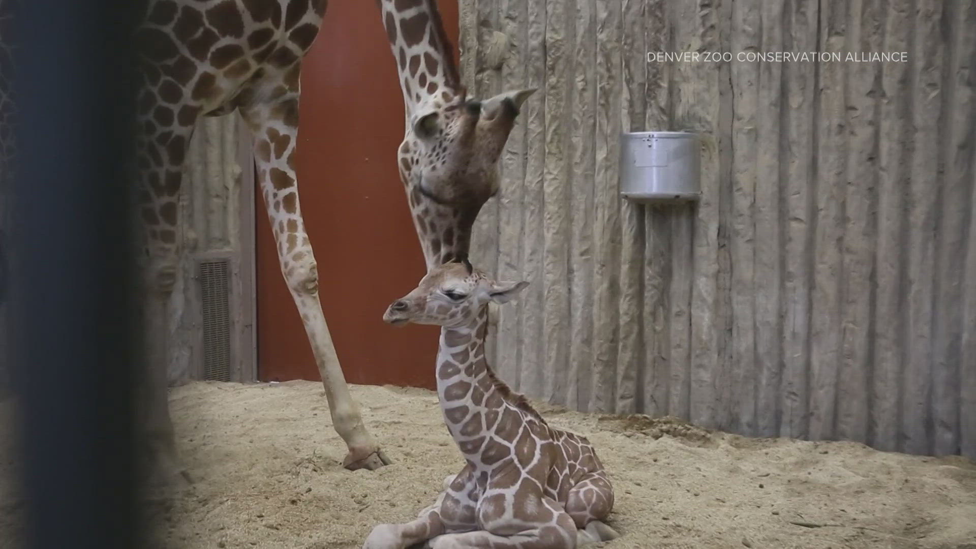 Baby giraffe born at Denver Zoo | 9news.com