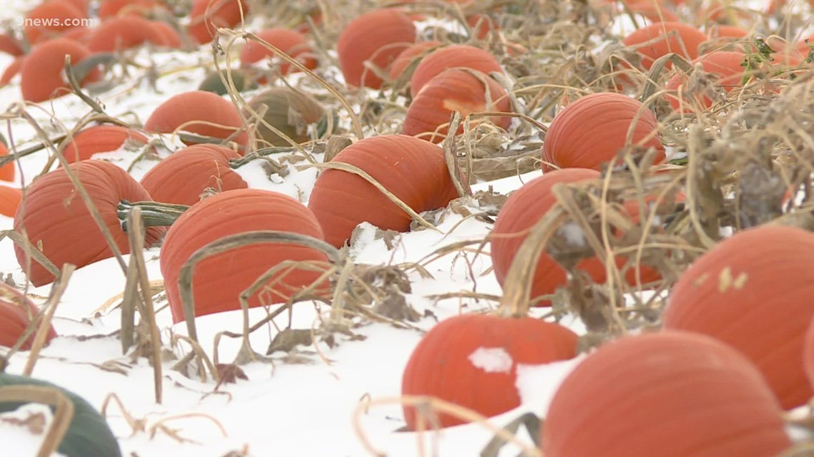How often does it snow on Halloween in Denver? | 9news.com