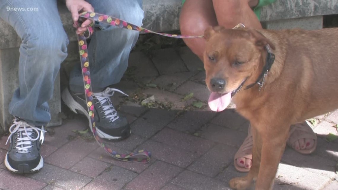 Bill the dog is super chill and would love to be your best friend ...