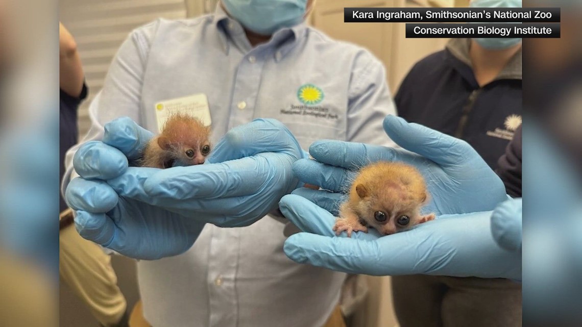 Washington zoo welcomes cute new pygmy babies | 9news.com
