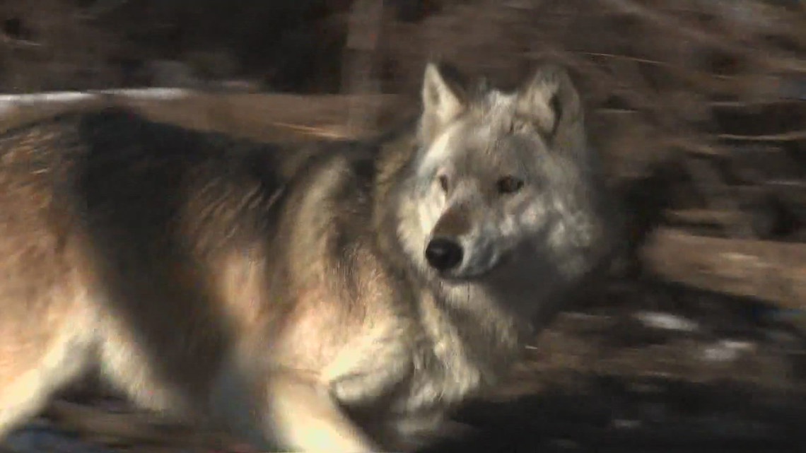 Wildlife officials end lethal wolf removal efforts in Rio Blanco County ...