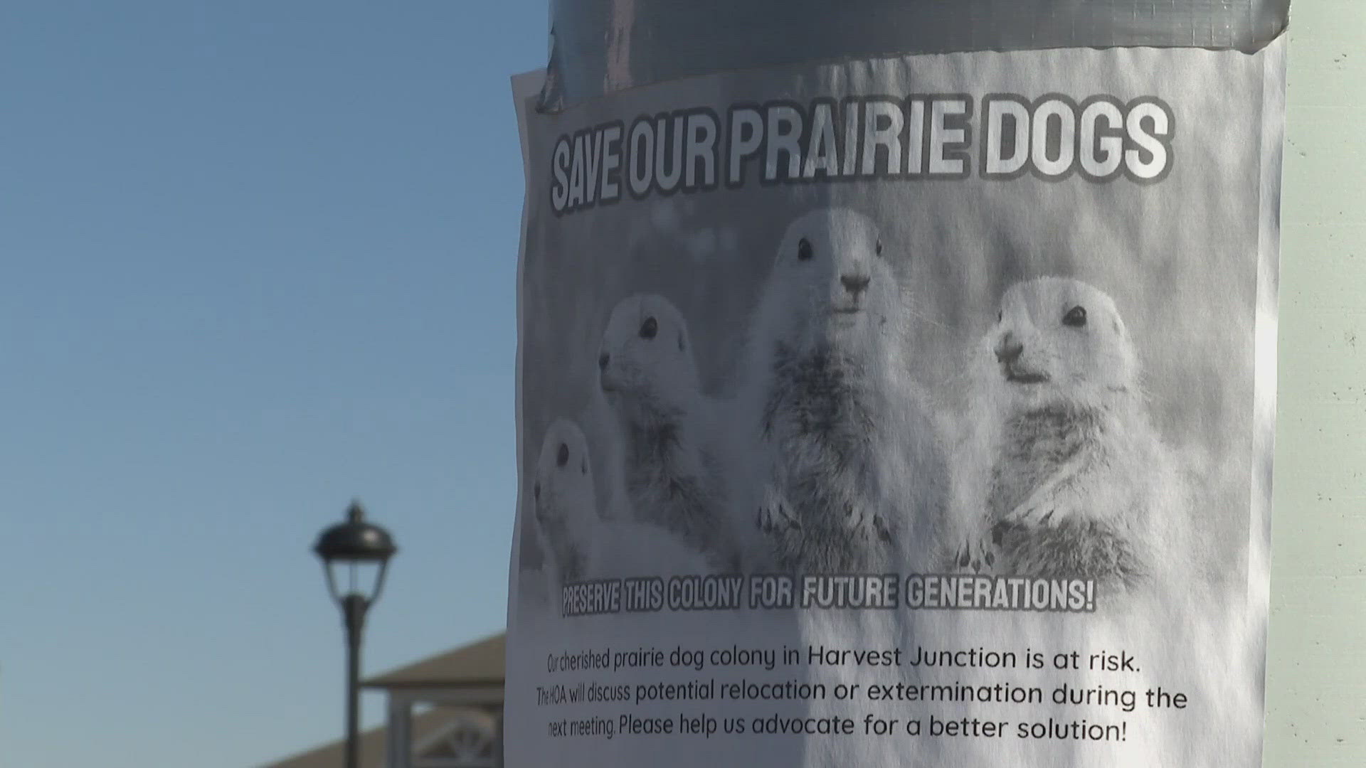 Petition fights to save prairie dog colony in Longmont | 9news.com