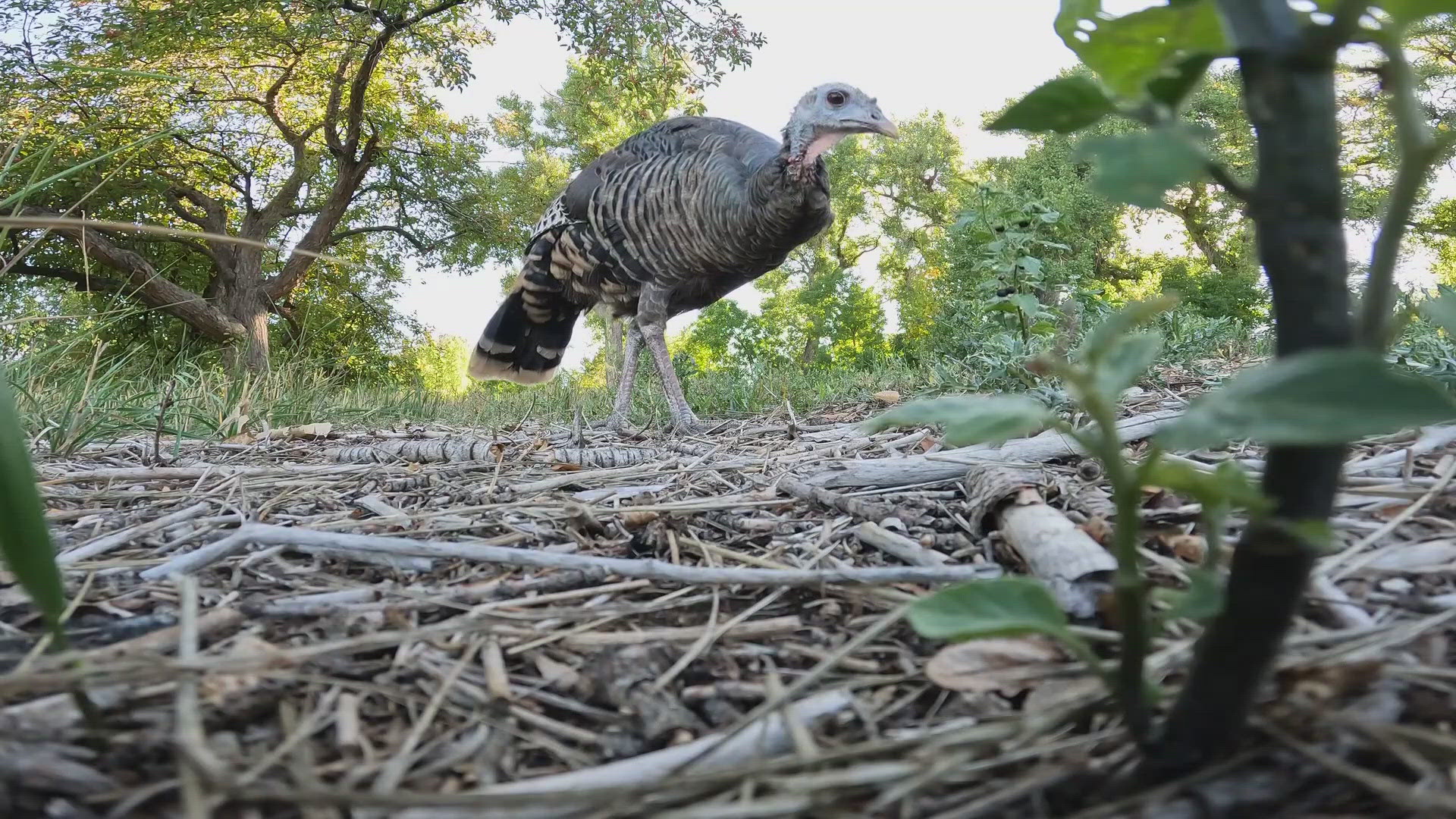 Neighbors plant memorial tree to remember beloved wild turkey killed ...