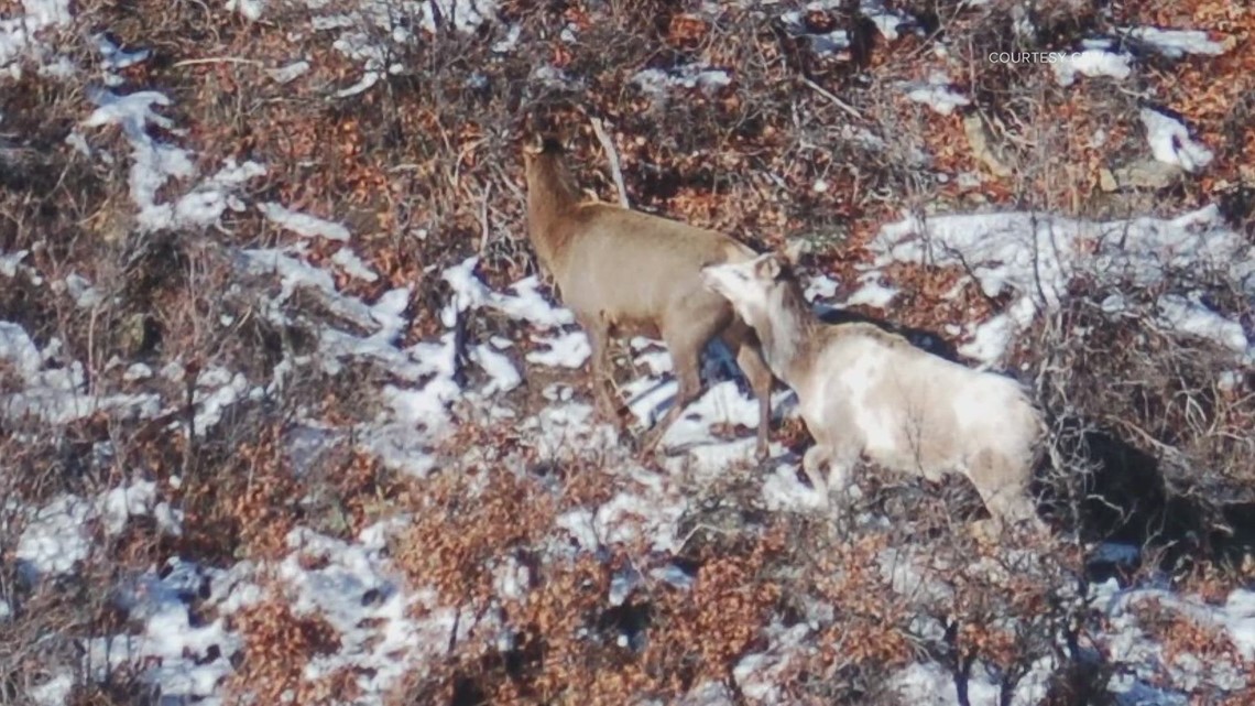 Rare elk spotted in southwest Colorado | 9news.com
