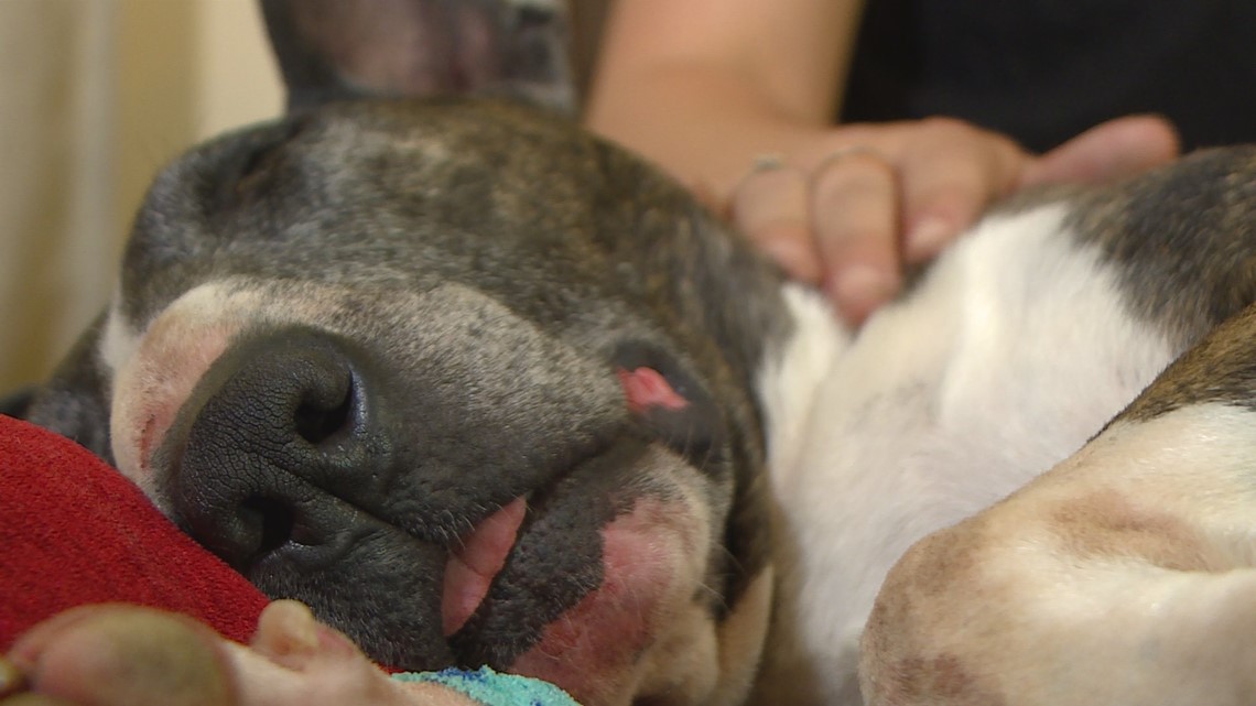 Couple says hit-and-run driver left them and their dog in the middle of ...