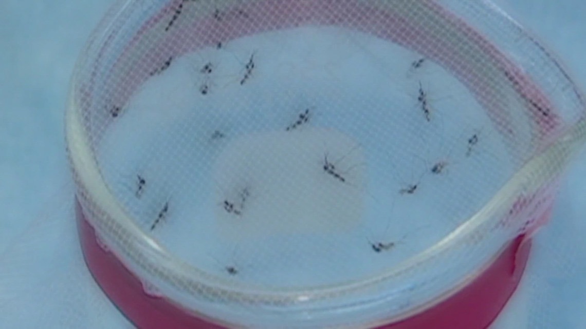 Greeley's $800M Cascadia project goes to City Council vote | 9news.com