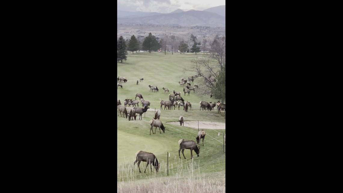 Elk herd on golf course | 9news.com