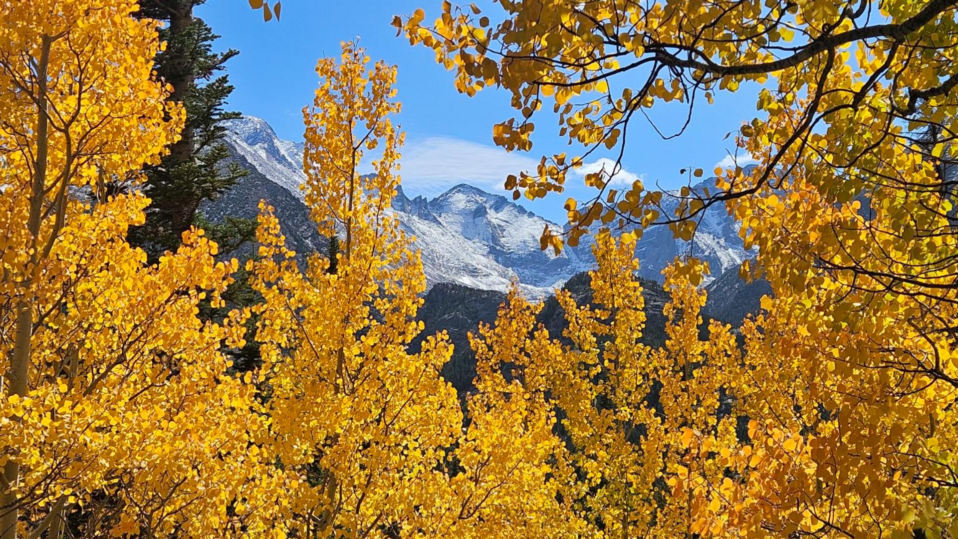 Colorado fall colors: When and where are the best yellow leaves ...
